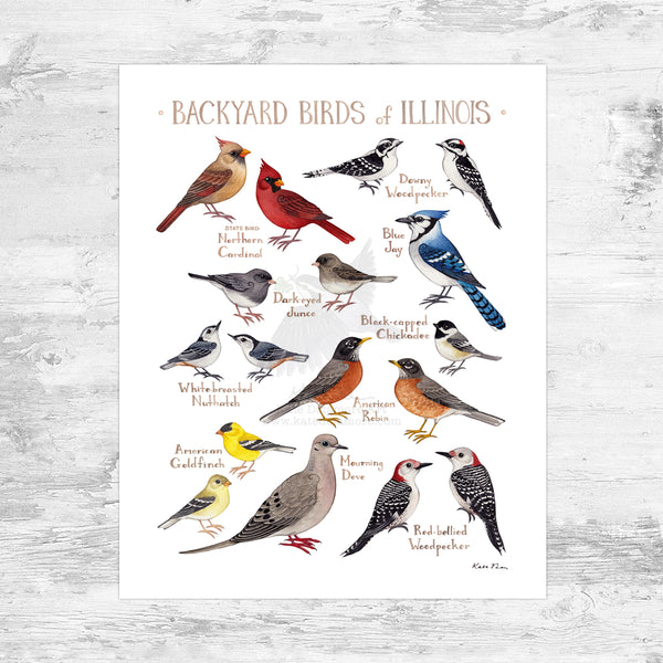 Illinois Backyard Birds Field Guide Art Print Mini (8x10) – Kate ...
