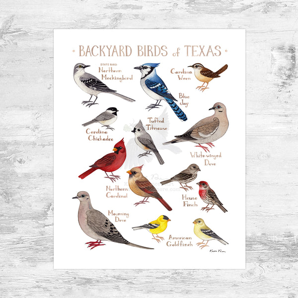 Texas Backyard Birds Field Guide Art Print Mini (8x10) – Kate Dolamore Art