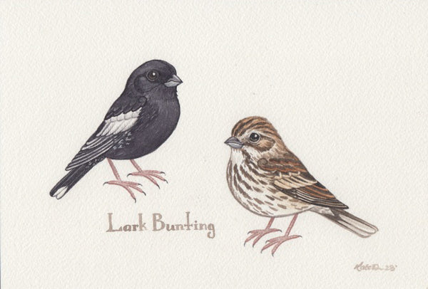 Lark Bunting