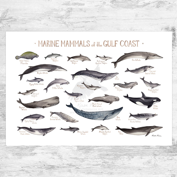 Gulf Coast Marine Mammals Field Guide Art Print – Kate Dolamore Art