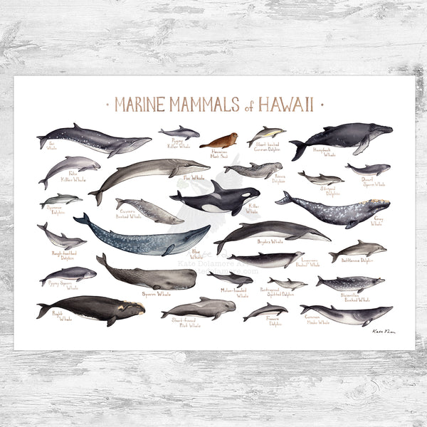 Hawaii Marine Mammals Field Guide Art Print – Kate Dolamore Art