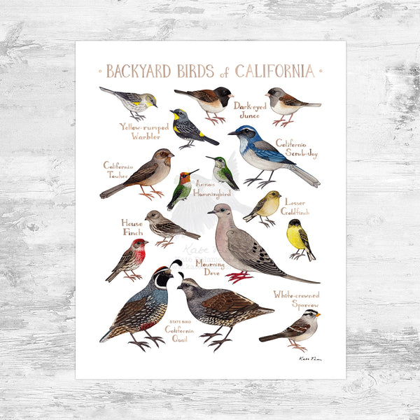 California Backyard Birds Field Guide Art Print Mini (8x10) – Kate ...