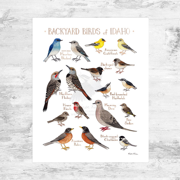 Idaho Backyard Birds Field Guide Art Print Mini (8x10) – Kate Dolamore Art
