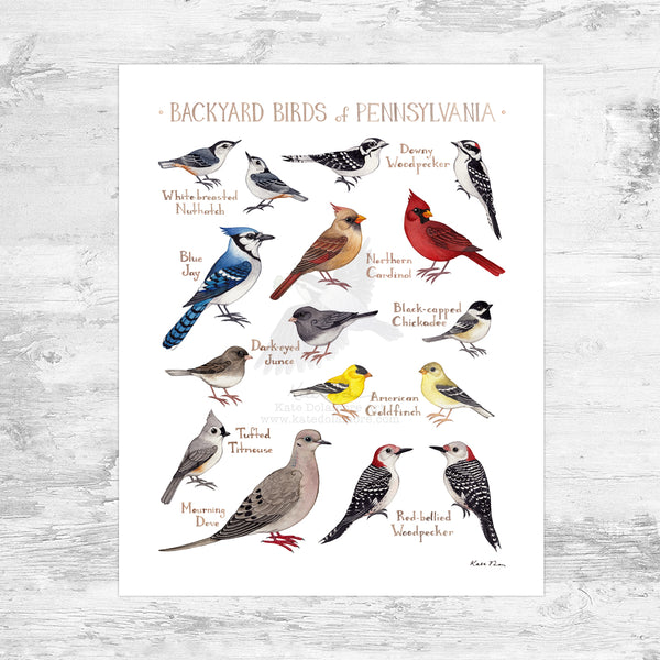 Pennsylvania Backyard Birds Field Guide Art Print Mini (8x10) – Kate ...