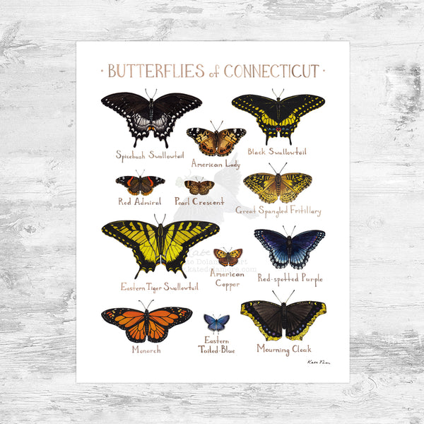 Connecticut Butterflies Field Guide Art Print Mini (8x10) – Kate ...