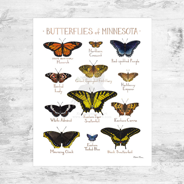 Minnesota Butterflies Field Guide Art Print Mini (8x10) – Kate Dolamore Art