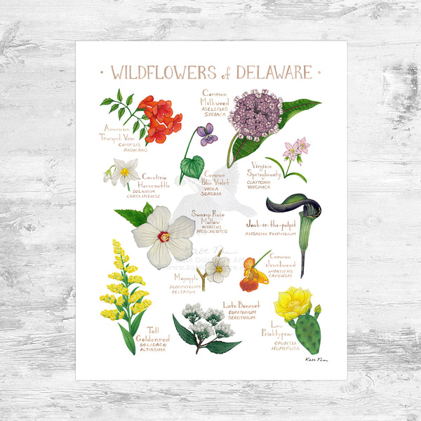 Delaware Wildflowers Field Guide Art Print Mini (8x10) – Kate Dolamore Art