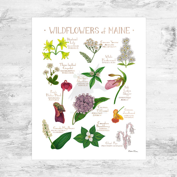Maine Wildflowers Field Guide Art Print Mini (8x10) – Kate Dolamore Art