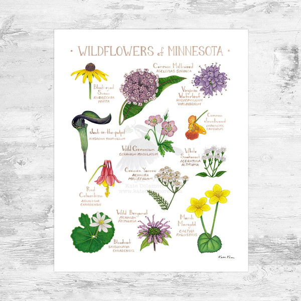 Minnesota Wildflowers Field Guide Art Print Mini (8x10) – Kate Dolamore Art