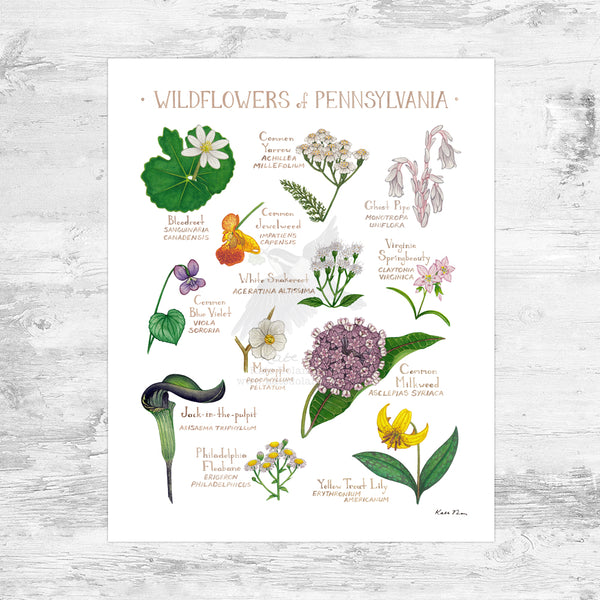 Pennsylvania Wildflowers Field Guide Art Print Mini (8x10) – Kate ...