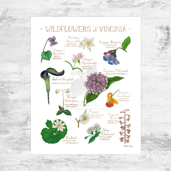 Virginia Wildflowers Field Guide Art Print Mini (8x10) – Kate Dolamore Art