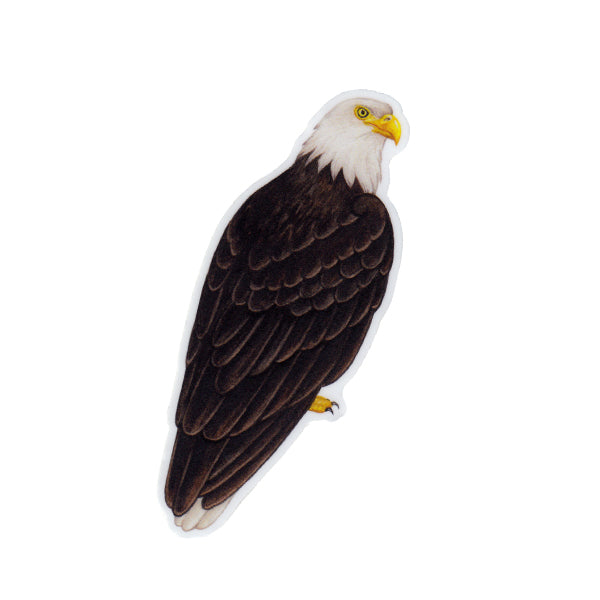 Bald Eagle Vinyl Sticker – Kate Dolamore Art