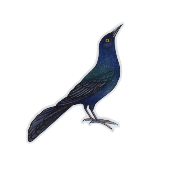 Boat-tailed Grackle Vinyl Sticker – Kate Dolamore Art