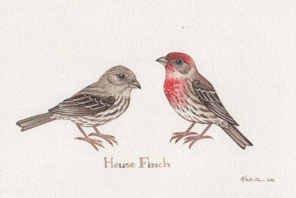 House Finch 9x6 Original Watercolor Painting – Kate Dolamore Art