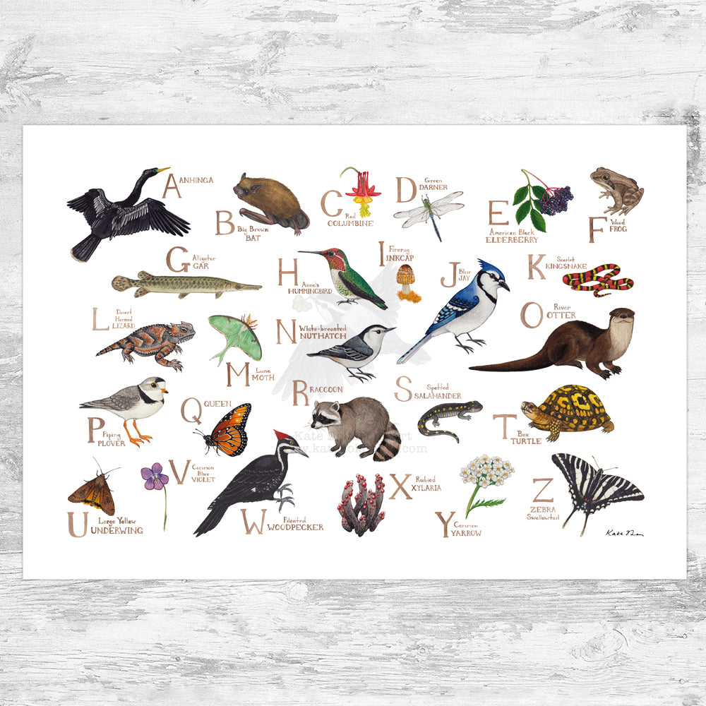 Nature Alphabet Chart Art Print – Kate Dolamore Art