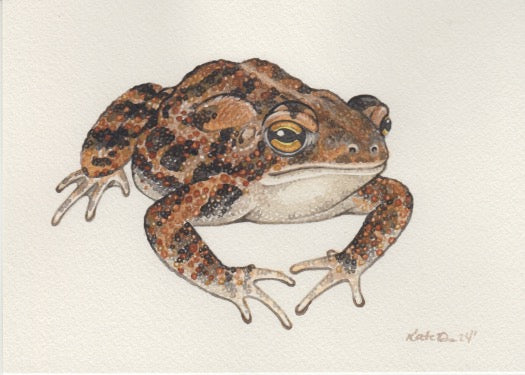 Southern Toad 7x5 Original Watercolor Painting – Kate Dolamore Art