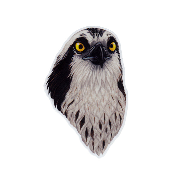 Osprey (Portrait) Vinyl Sticker – Kate Dolamore Art