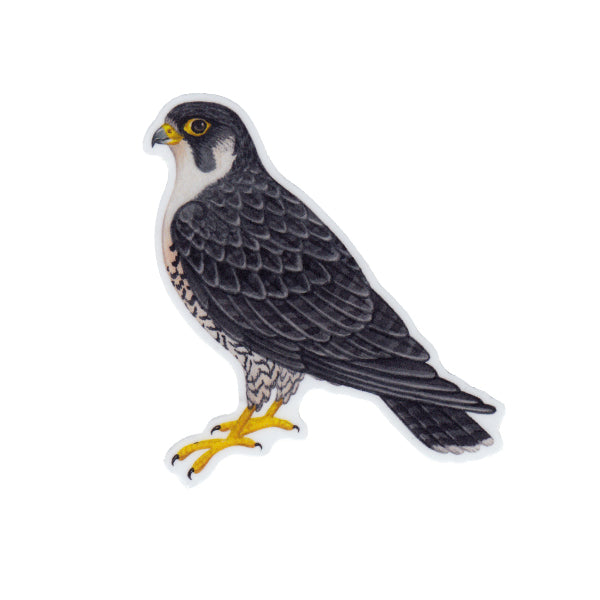 Peregrine Falcon Vinyl Sticker – Kate Dolamore Art