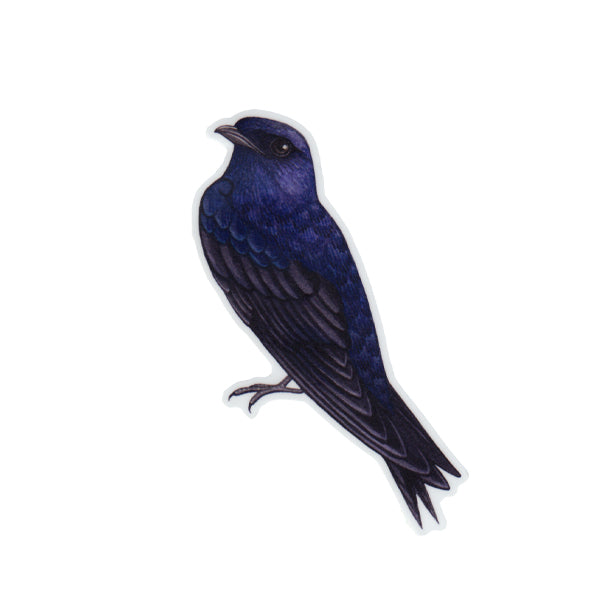 Purple Martin Vinyl Sticker – Kate Dolamore Art