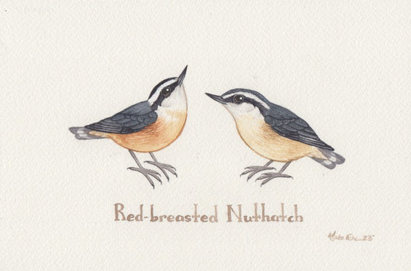 Red-breasted Nuthatch 9x6 Original Watercolor Painting – Kate Dolamore Art