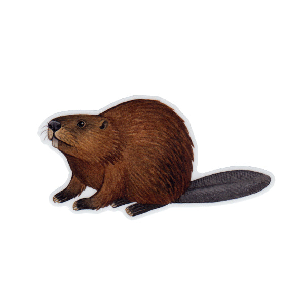Beaver Vinyl Sticker – Kate Dolamore Art