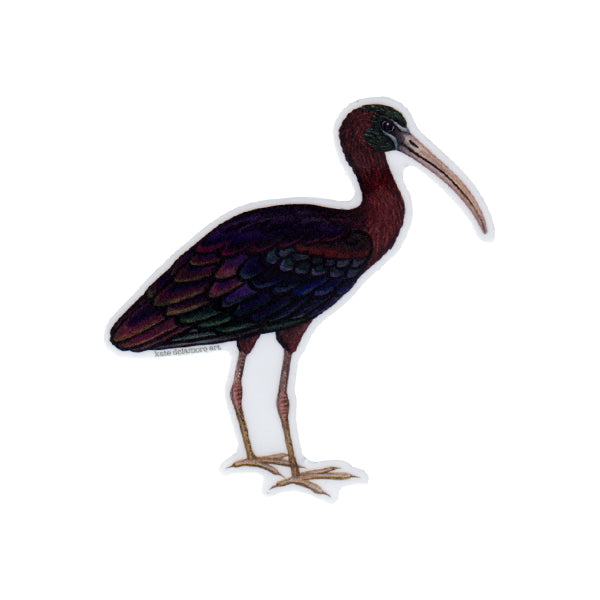 Glossy Ibis Vinyl Sticker – Kate Dolamore Art