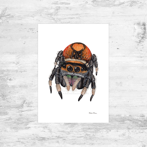 Regal Jumping Spider Art Print – Kate Dolamore Art