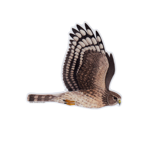 Northern Harrier Vinyl Sticker – Kate Dolamore Art