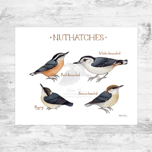 Nuthatches of North America Art Print – Kate Dolamore Art
