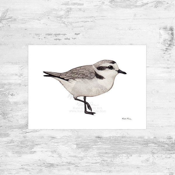 Snowy Plover Art Print – Kate Dolamore Art