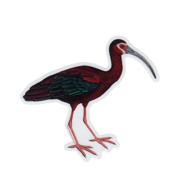 White-faced Ibis Vinyl Sticker – Kate Dolamore Art