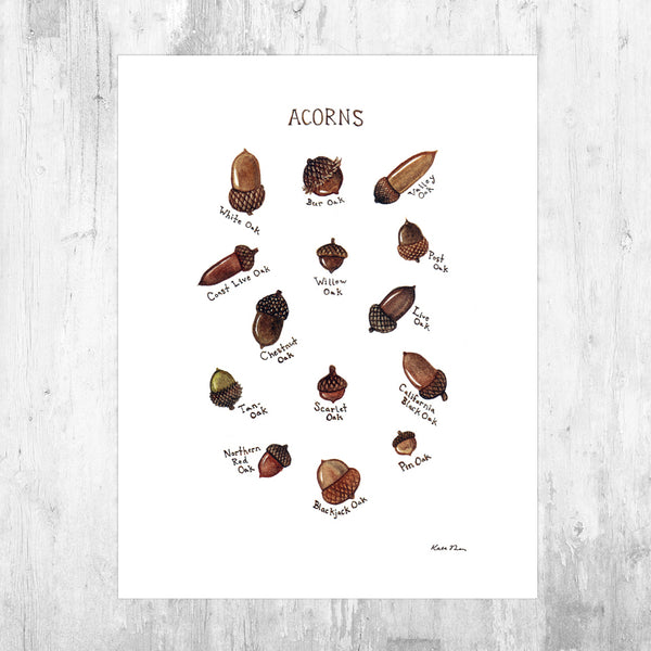 Acorns Field Guide Art Print by Kate Dolamore – Kate Dolamore Art