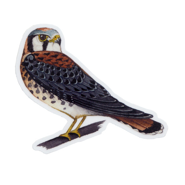 American Kestrel (Male) Vinyl Sticker – Kate Dolamore Art