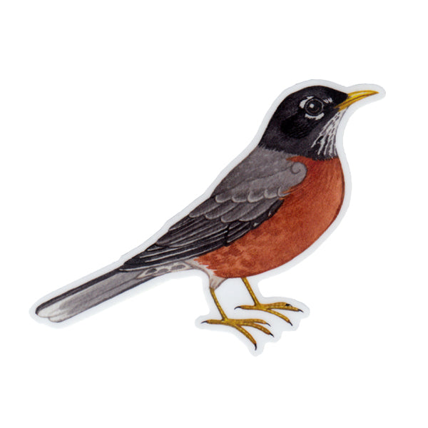 American Robin Drawing Robin – Brienne Cosman Design