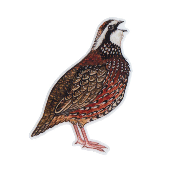 Bobwhite Quail Clip Art