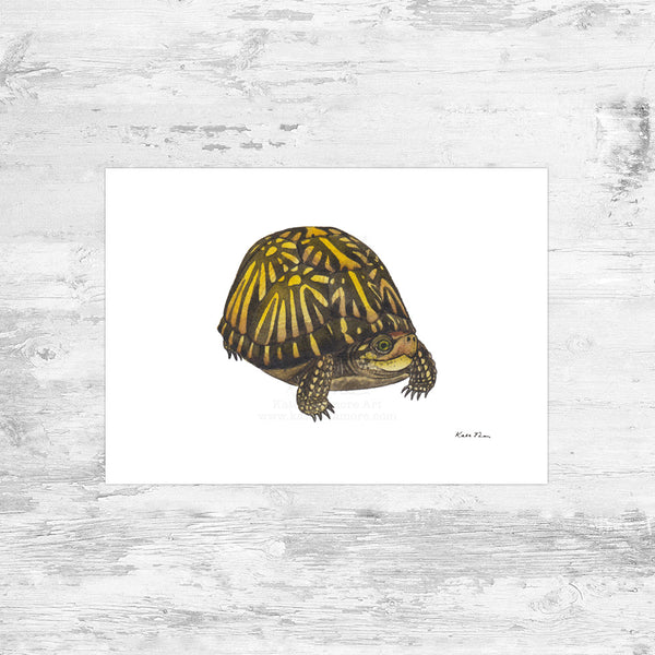 Florida Box Turtle Art Print – Kate Dolamore Art