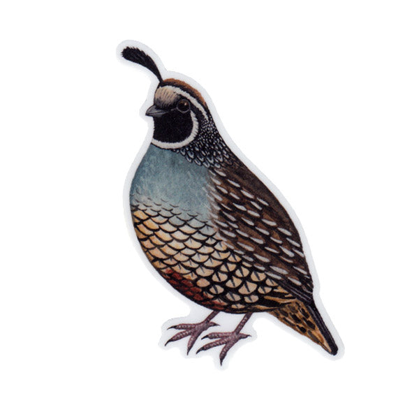 California Quail Vinyl Sticker – Kate Dolamore Art