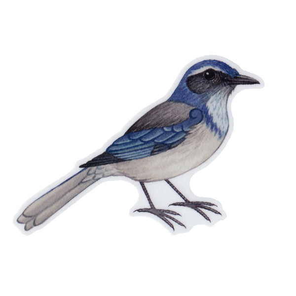 California Scrub-Jay Vinyl Sticker – Kate Dolamore Art