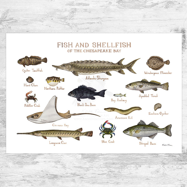 Fish and Shellfish of the Chesapeake Bay – Kate Dolamore Art