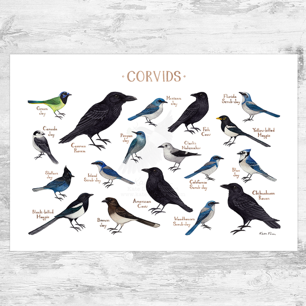Corvids of North America Field Guide Art Print – Kate Dolamore Art