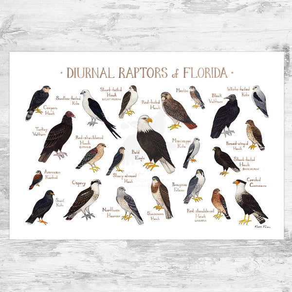Florida Diurnal Raptors Field Guide Art Print – Kate Dolamore Art