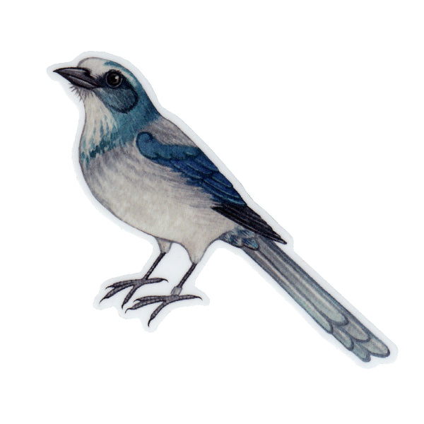 Florida Scrub-Jay Vinyl Sticker – Kate Dolamore Art