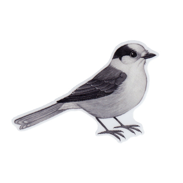 Canada Jay Vinyl Sticker – Kate Dolamore Art