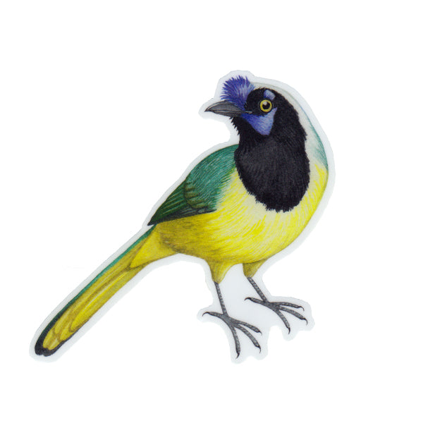Green Jay (Inca Jay) Vinyl Sticker – Kate Dolamore Art