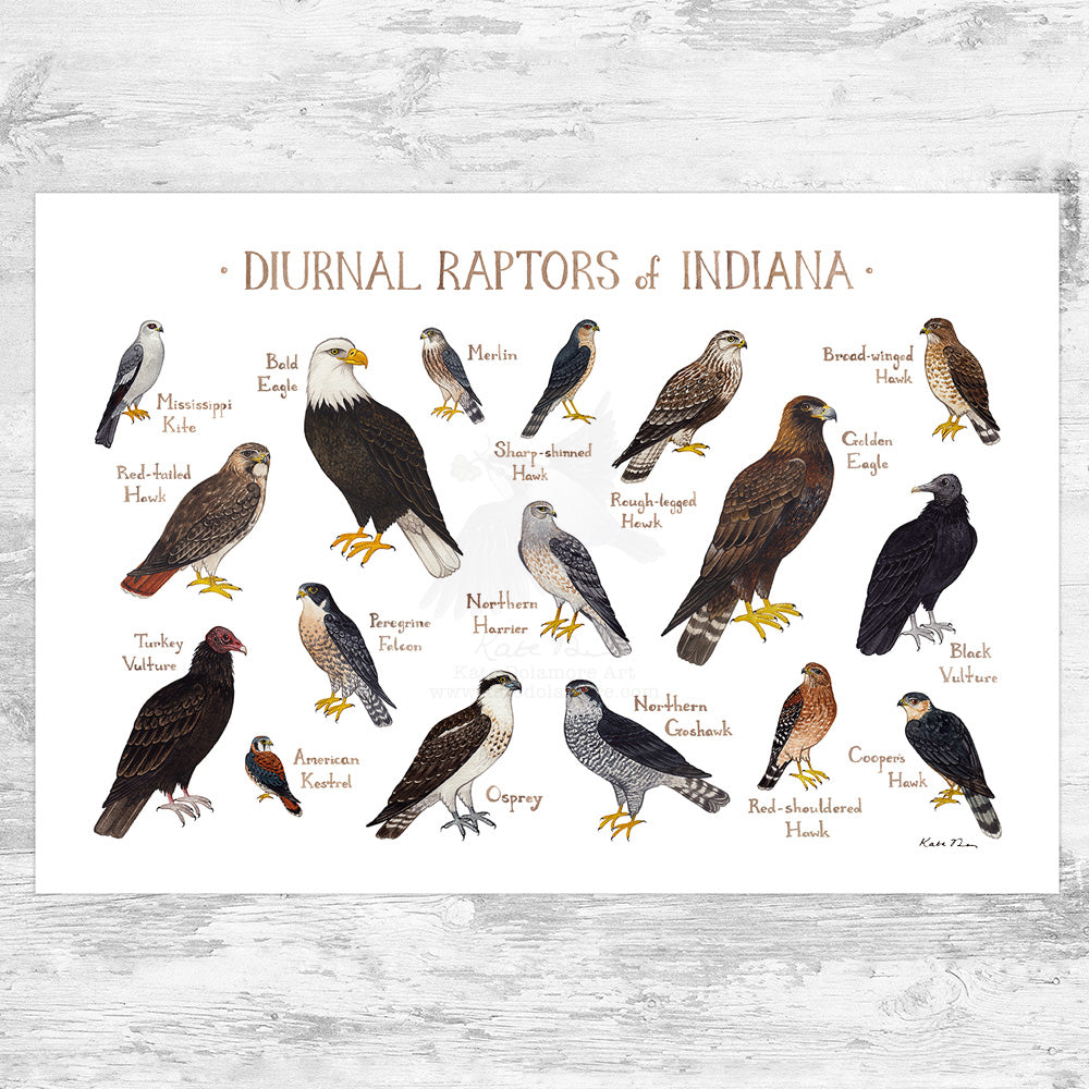 Indiana Birds Identification Backyard Birds Of Indiana Bird Watching