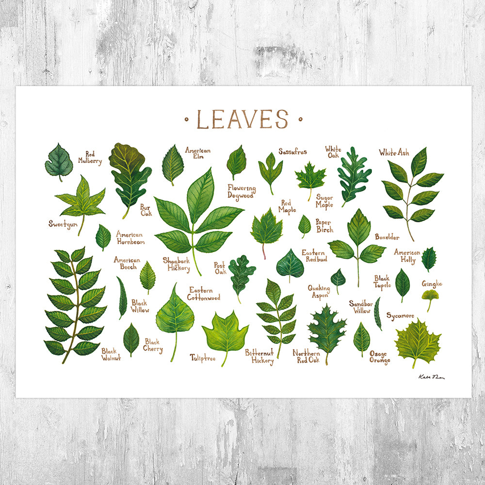 Tree Leaf Identification Chart Leaf Spotting | American Scientist