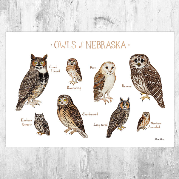 Nebraska Owls Field Guide Art Print – Kate Dolamore Art