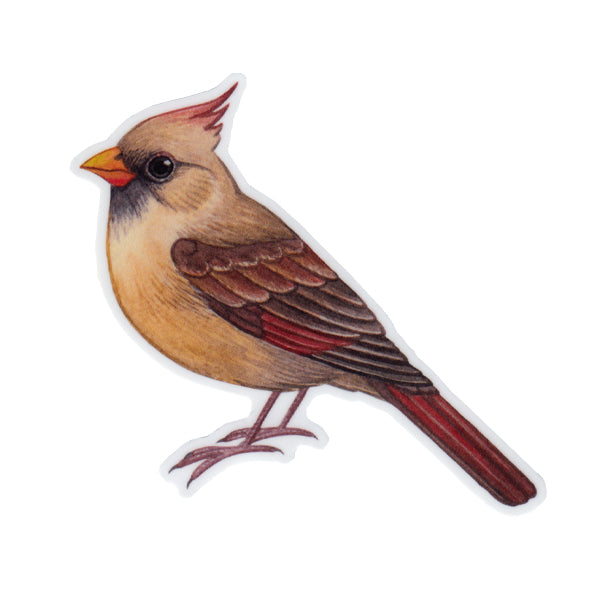Northern Cardinal (Female) Vinyl Sticker – Kate Dolamore Art