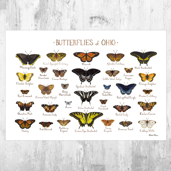 Ohio Butterflies Field Guide Art Print – Kate Dolamore Art