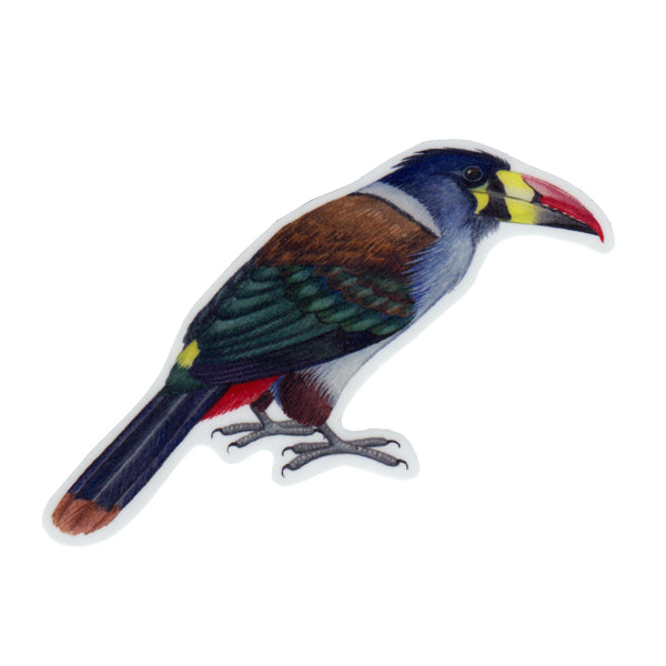 Gray-breasted Mountain-Toucan Vinyl Sticker – Kate Dolamore Art